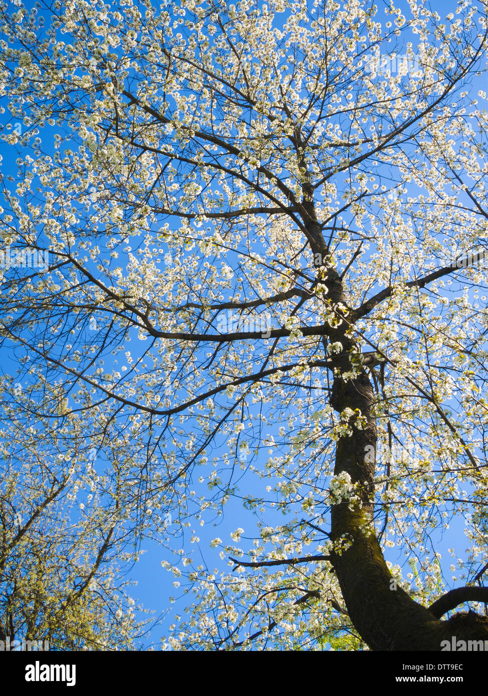 Tall tree cherry hi-res stock photography and images - Alamy