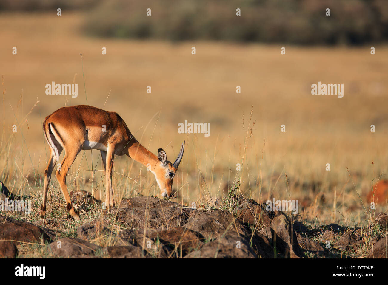 Impala eating hi-res stock photography and images - Alamy