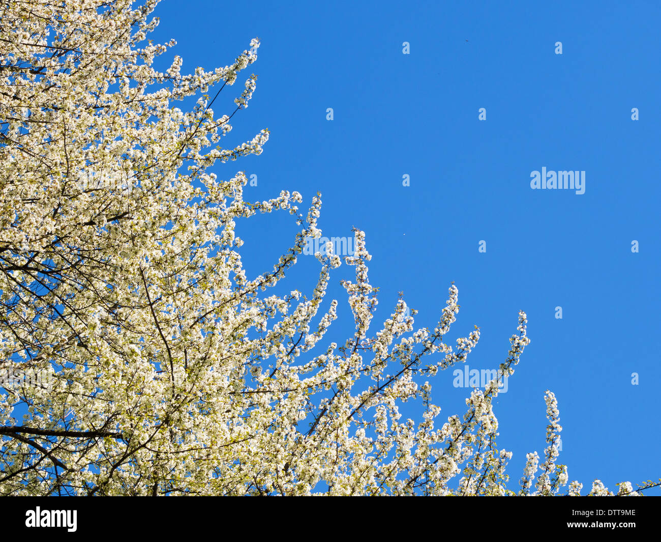 Cherry blossom tree bloom white spring hi-res stock photography and ...