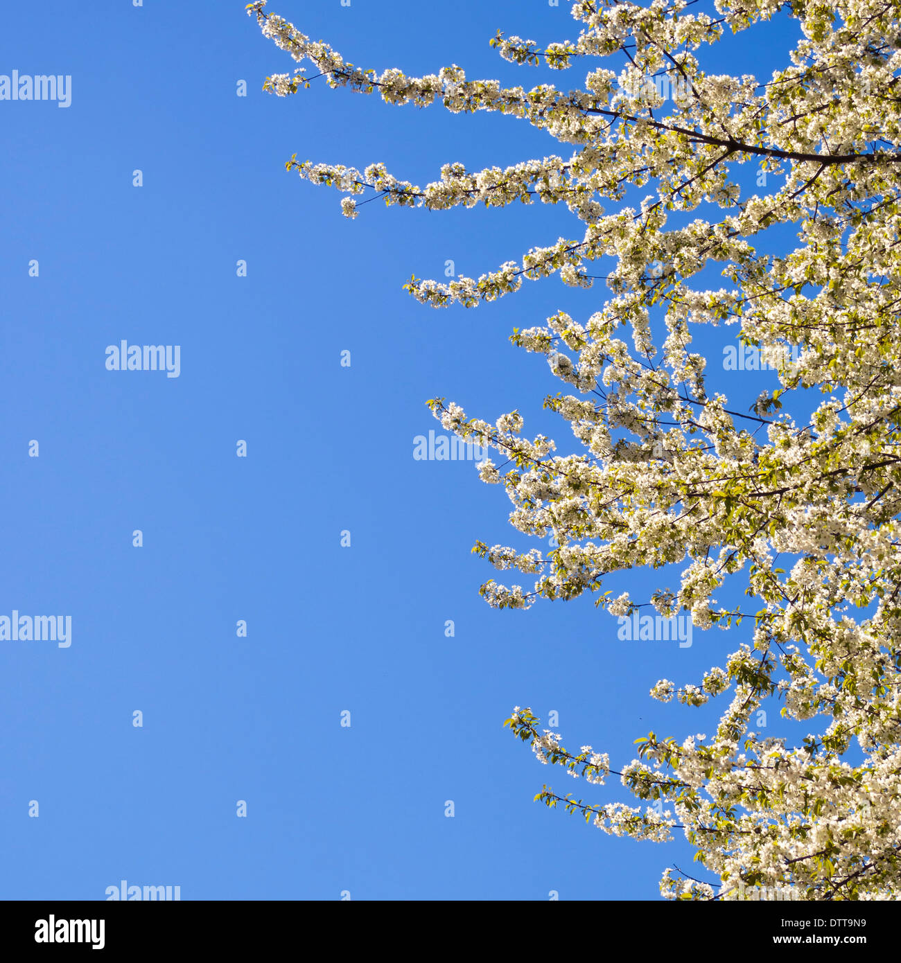 Blossom cherry hi-res stock photography and images - Alamy