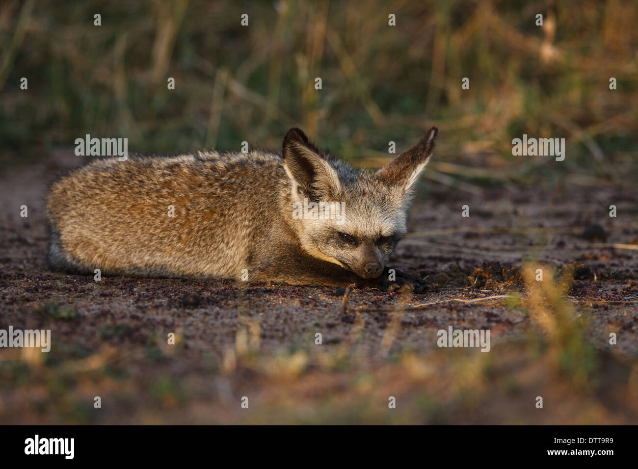 Bat-eared fox in savanna Stock Photo - Alamy