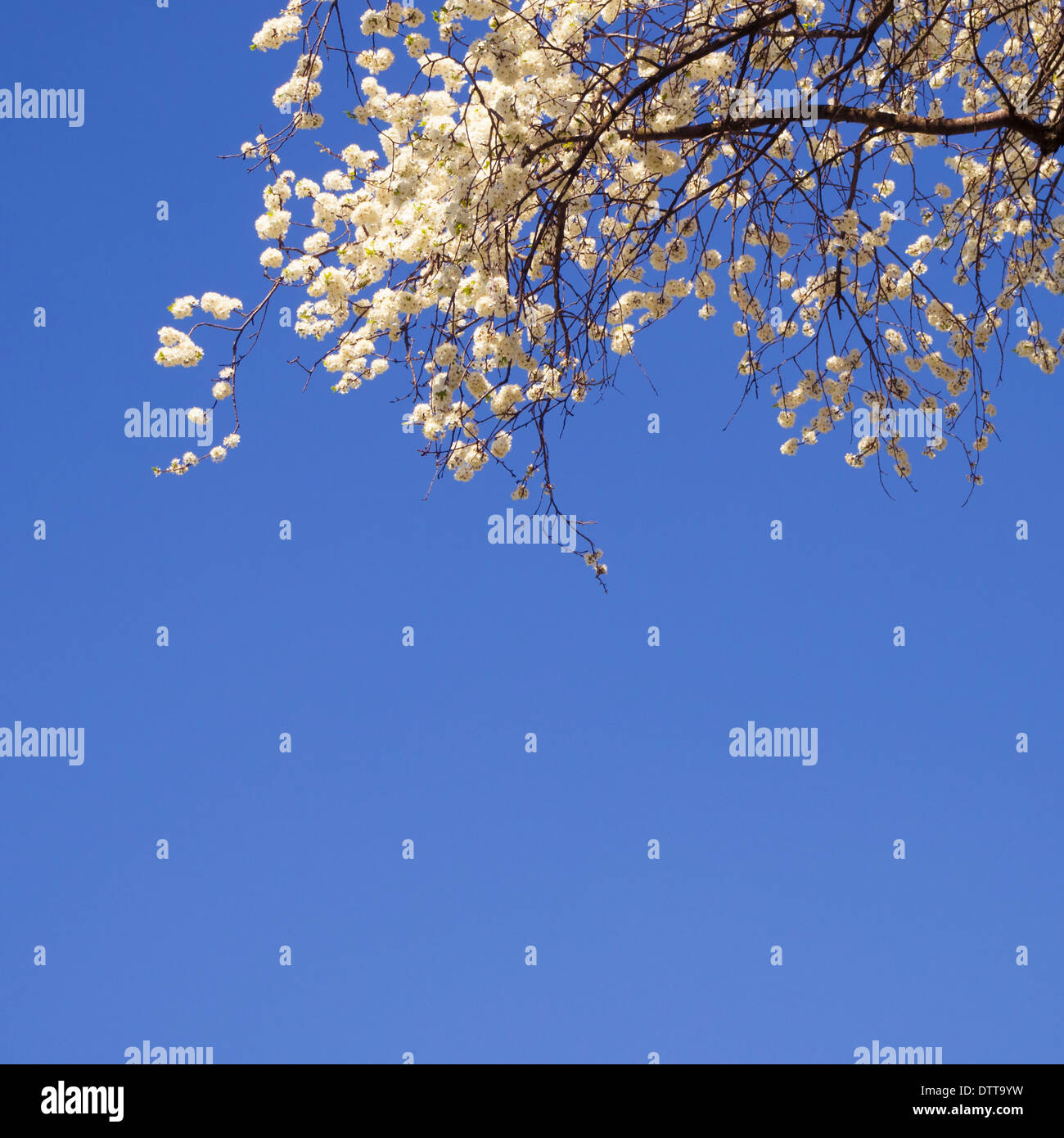 clear spring sky and blossom cherry branches on top Stock Photo - Alamy