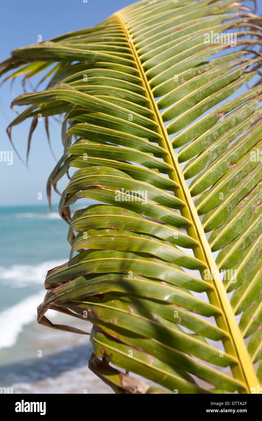 A Palm tree leaf detail in Ras Al Khaimah in the United Arab Emirates ...