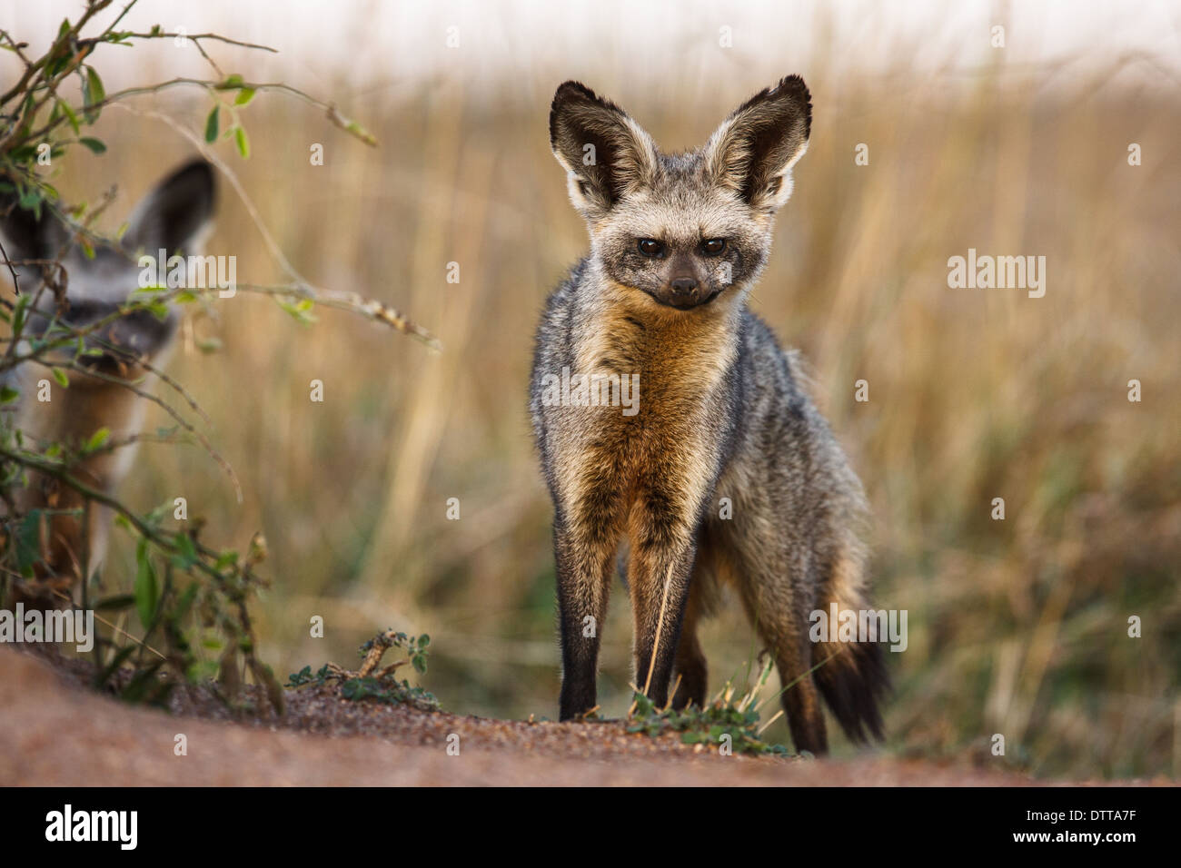 Bat-eared fox in savanna Stock Photo - Alamy