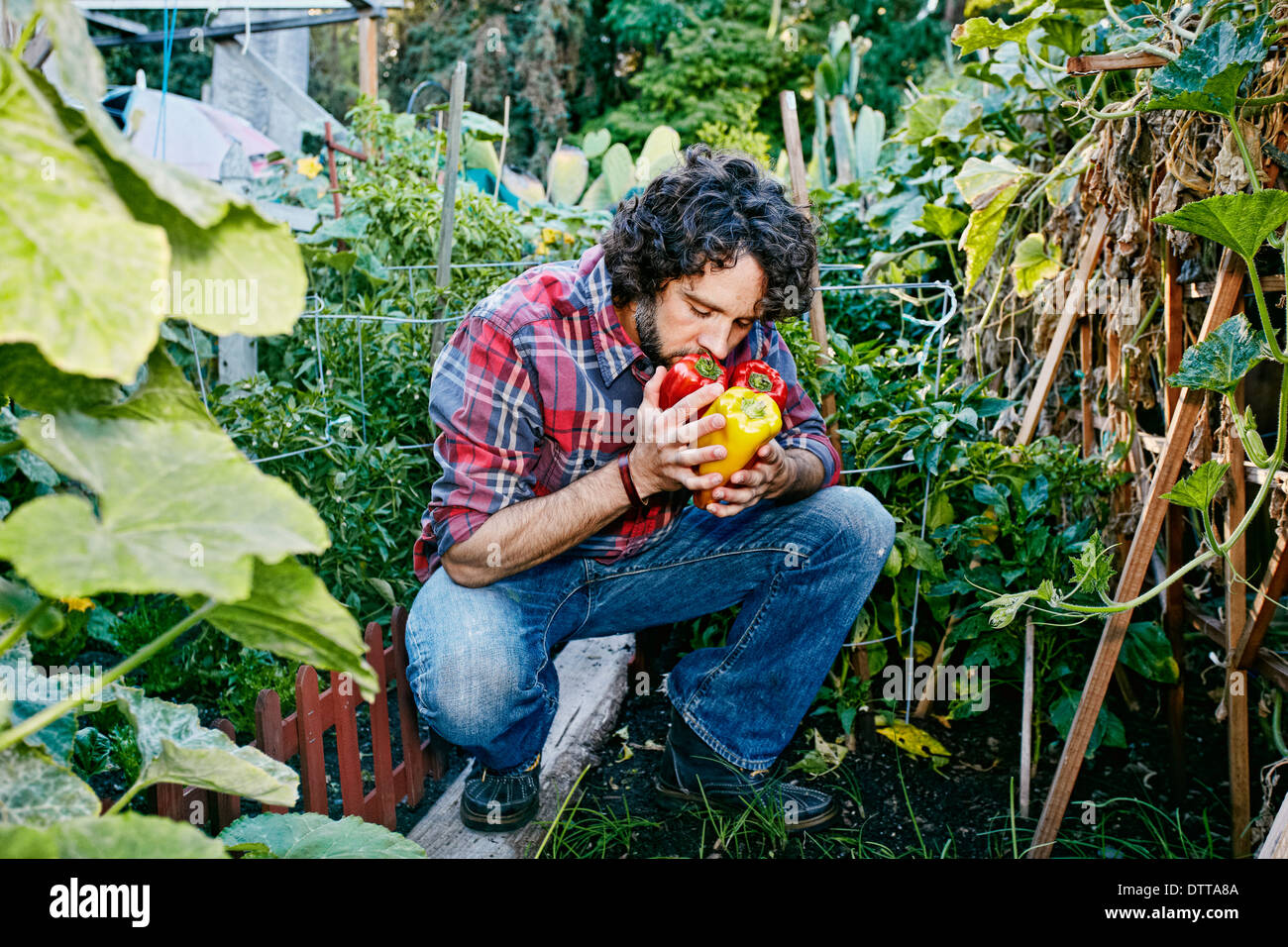 Bell peppers in garden hi-res stock photography and images - Alamy