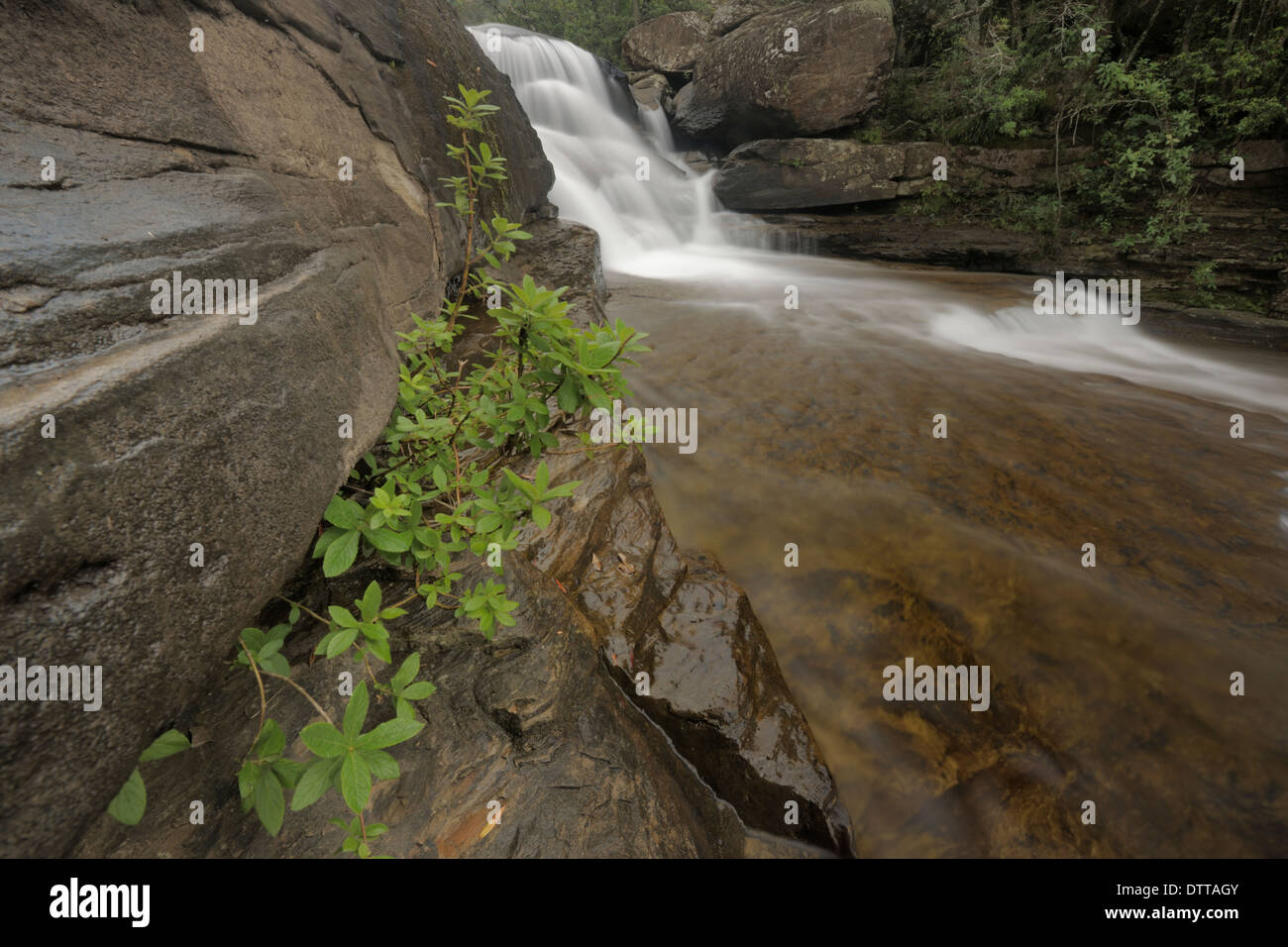Water pouring over the lip of a waterfall with plants in foreground ...