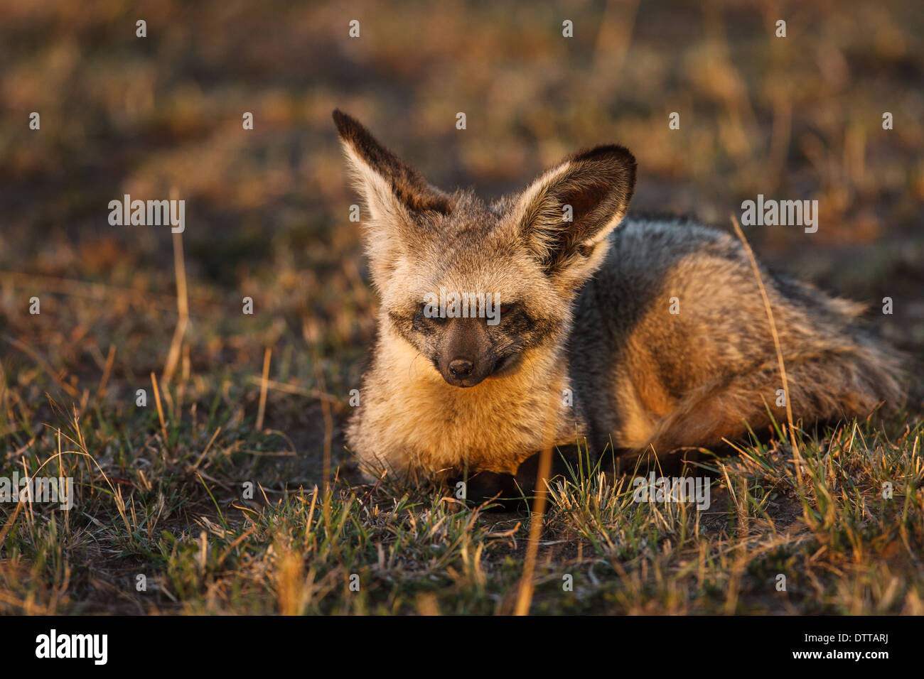 Big eared foxes hi-res stock photography and images - Alamy