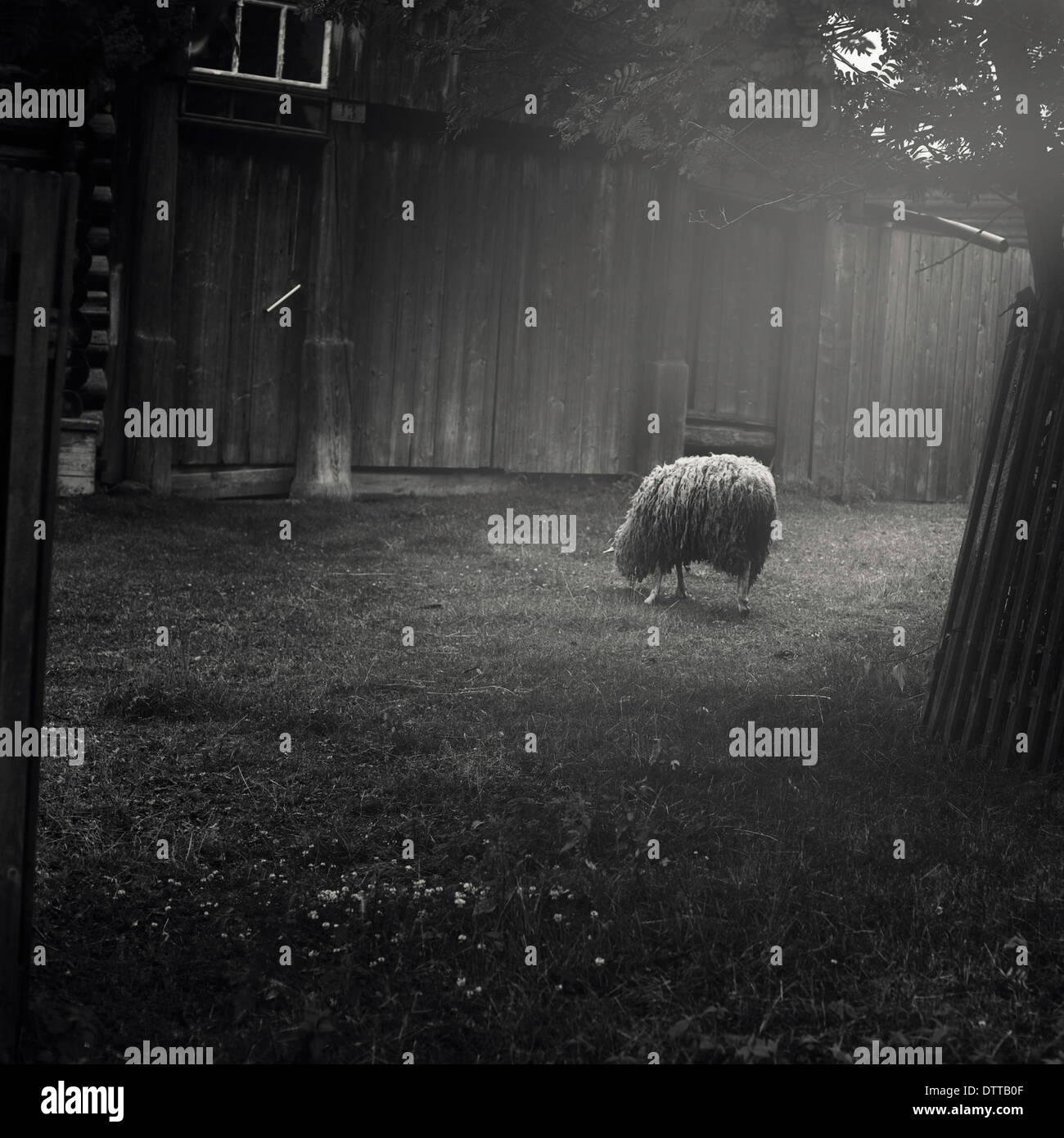 Sheep grazing in barnyard Stock Photo - Alamy