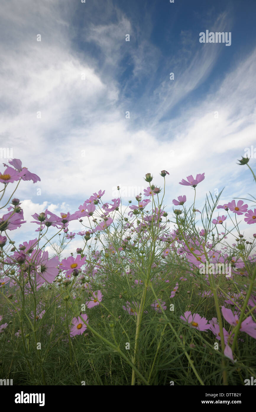 Cosmos south africa hi-res stock photography and images - Alamy