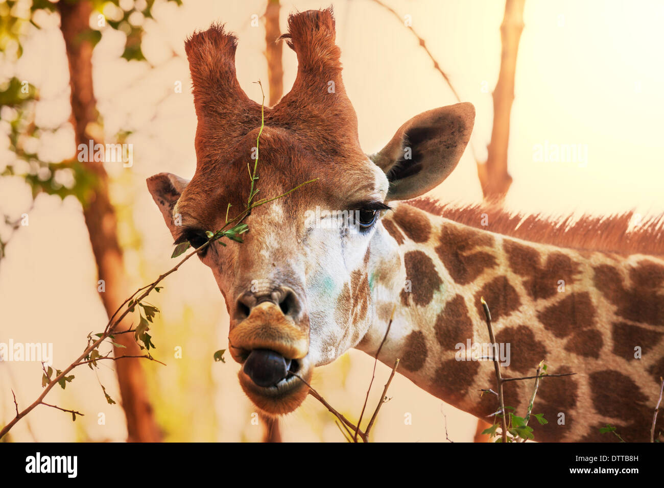 Giraffe with man hi-res stock photography and images - Alamy