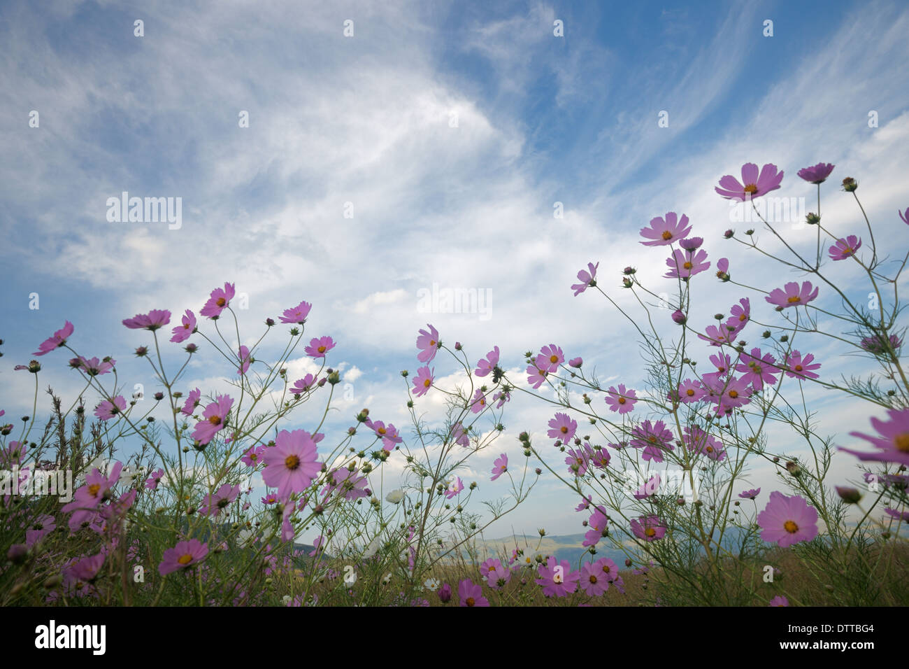 Cosmos south africa hi-res stock photography and images - Alamy