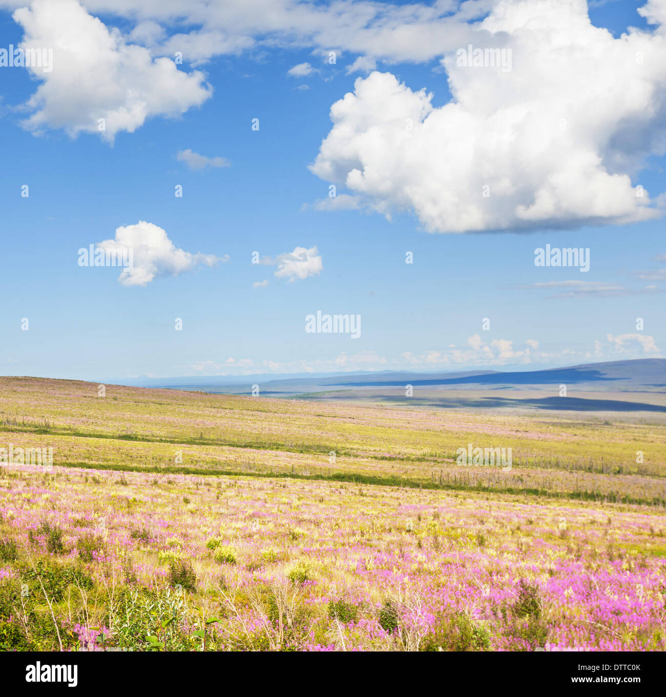 Tundra on Alaska Stock Photo - Alamy