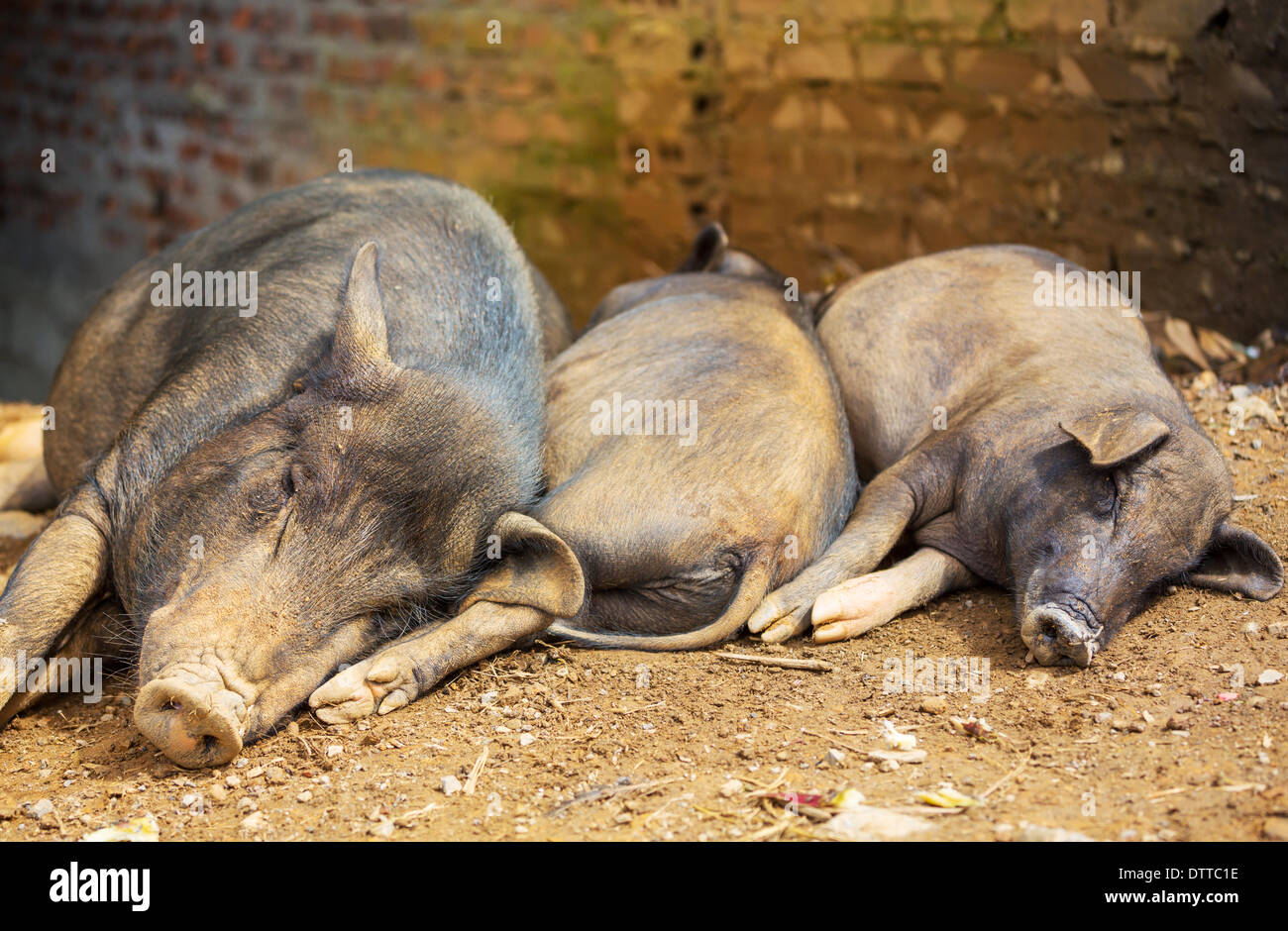 Fat baby pig hi-res stock photography and images - Alamy