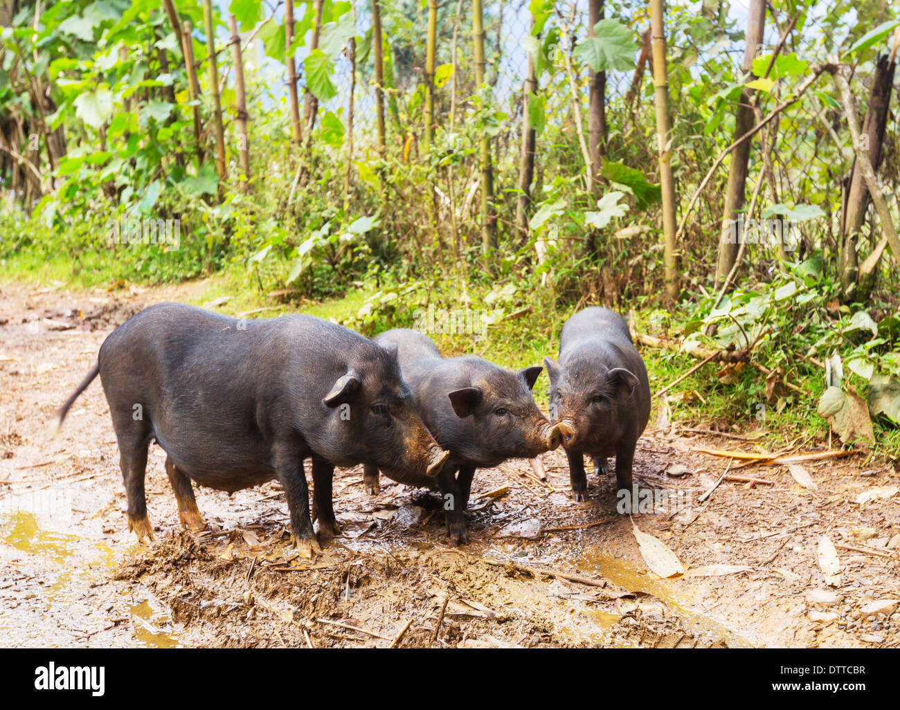 Vietnamese pot bellied pig vietnam hi-res stock photography and images ...