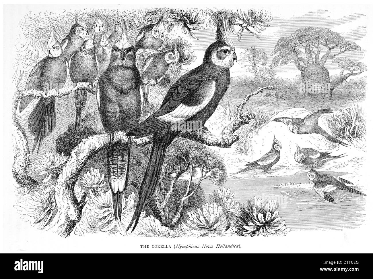 Corella pet hi-res stock photography and images - Alamy