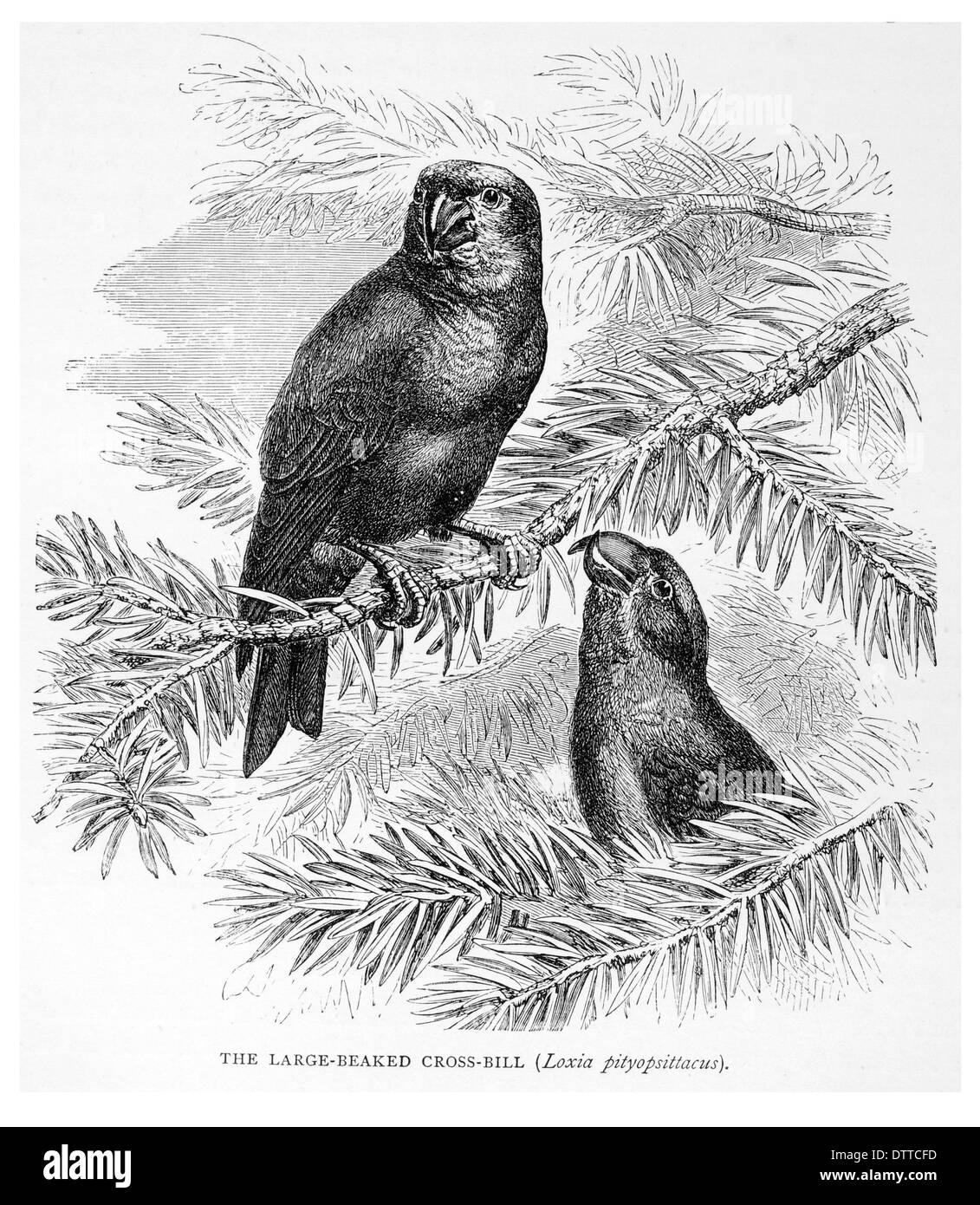 Large issue Cut Out Stock Images & Pictures - Alamy