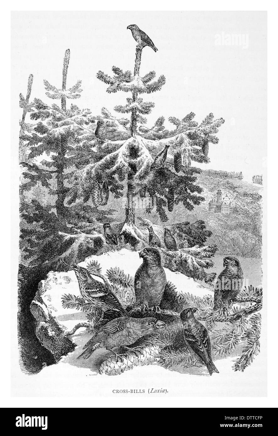 Pre cross Cut Out Stock Images & Pictures - Alamy