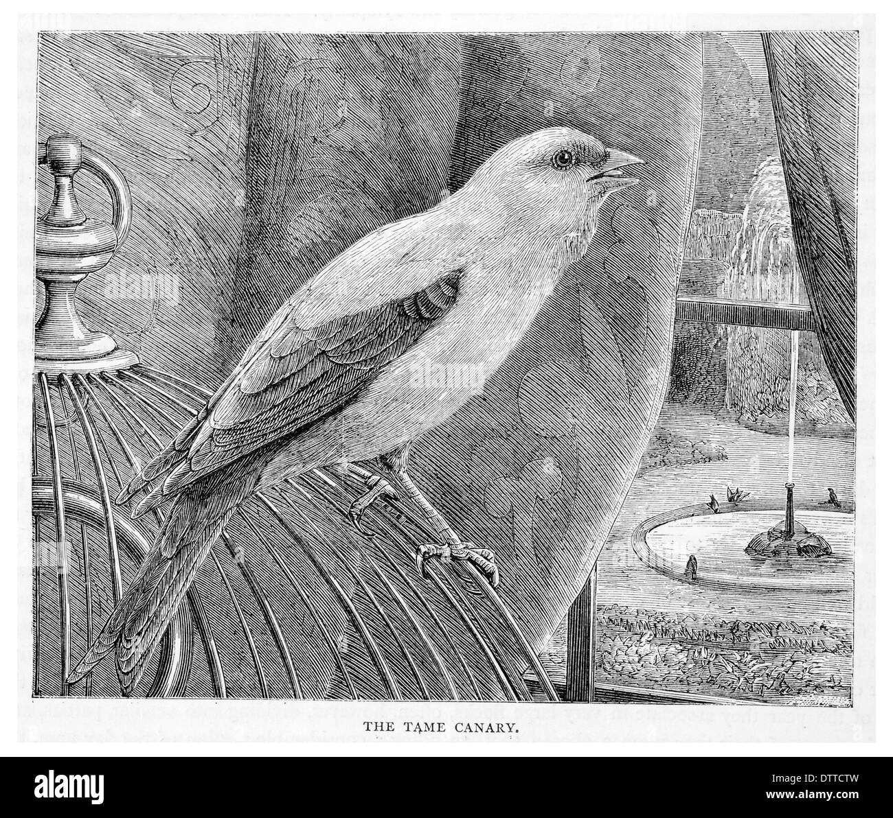 Tame canary hi-res stock photography and images - Alamy