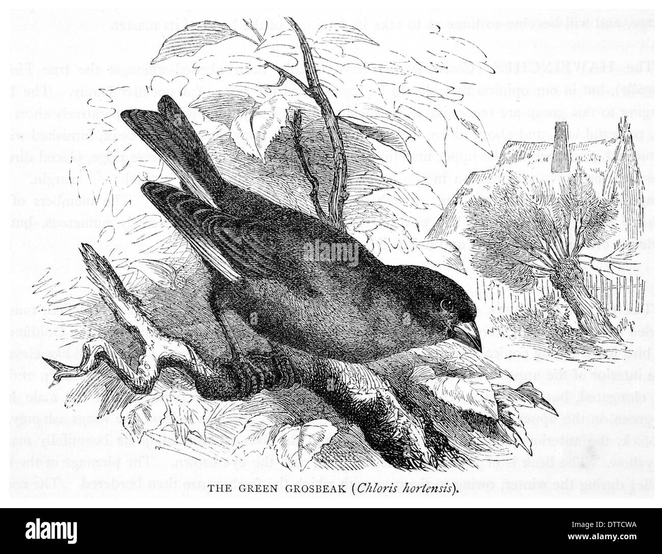 Green Grosbeak Chloris hortensis Stock Photo - Alamy