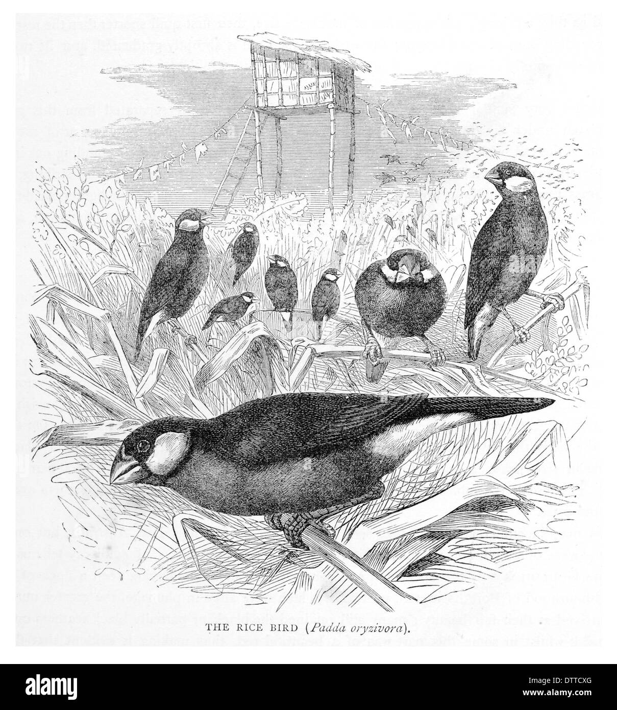 Rice bird Padda oryzivora Stock Photo - Alamy