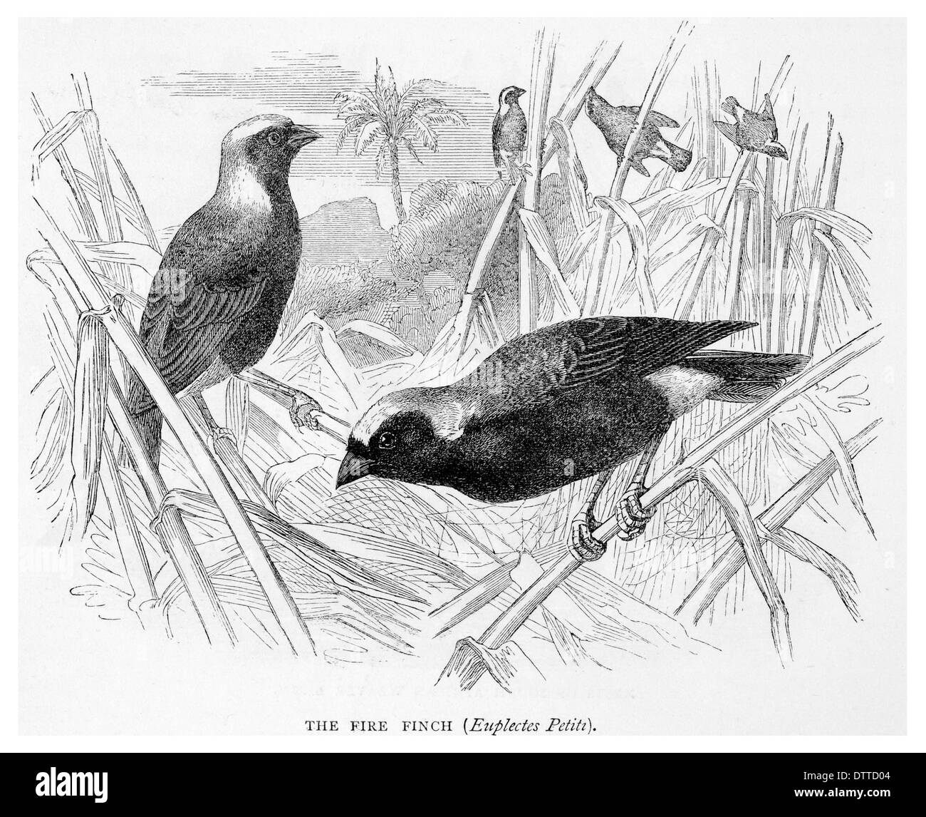 Finch egg hi-res stock photography and images - Alamy