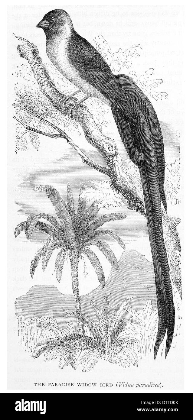 Birds of paradise bird plume hi-res stock photography and images - Alamy