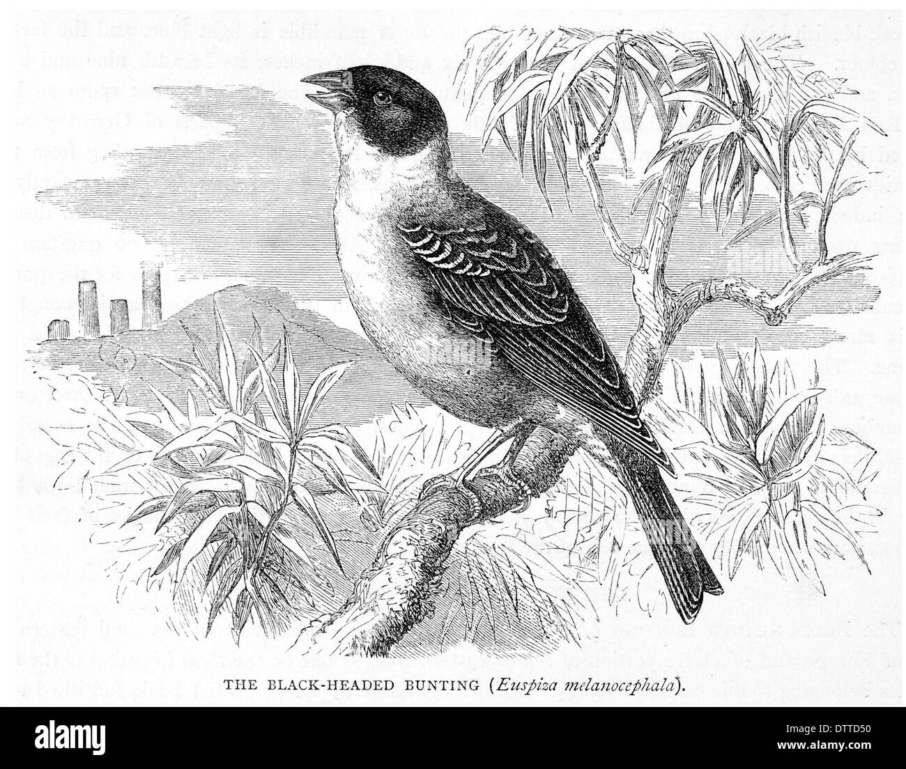 High headed Black and White Stock Photos & Images - Alamy