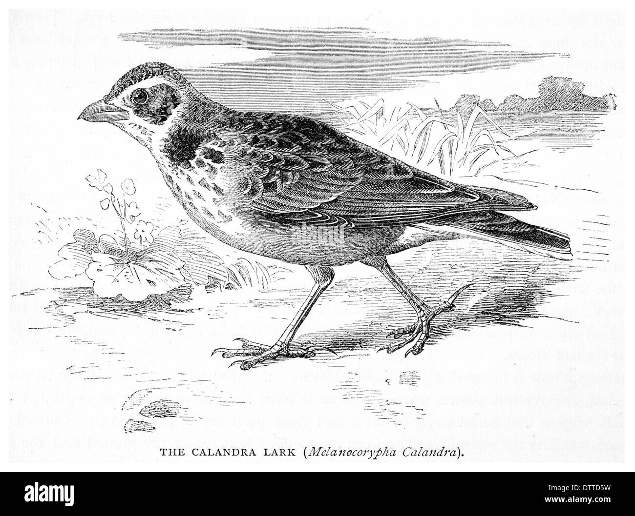 Calandra Lark Melanocoypha Calandra Stock Photo - Alamy