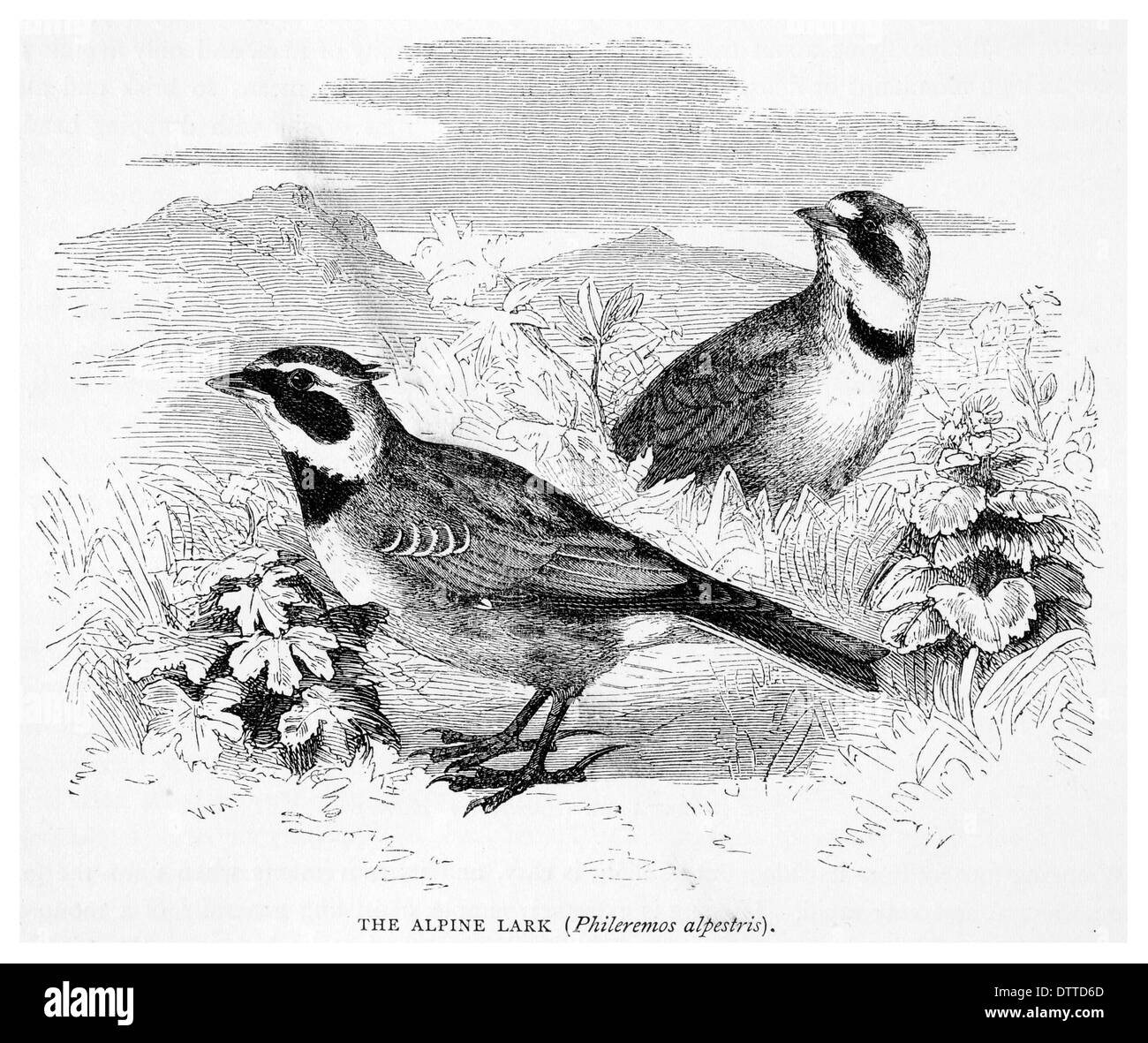 Alpine image Cut Out Stock Images & Pictures - Alamy