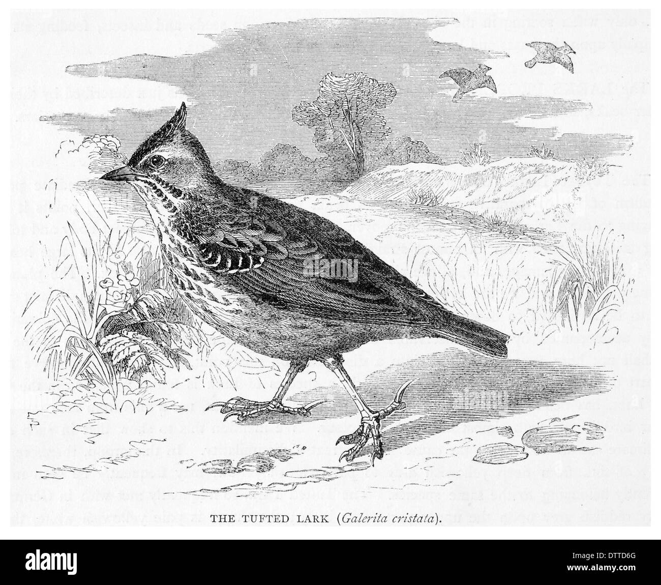 Wood lark illustration hi-res stock photography and images - Alamy