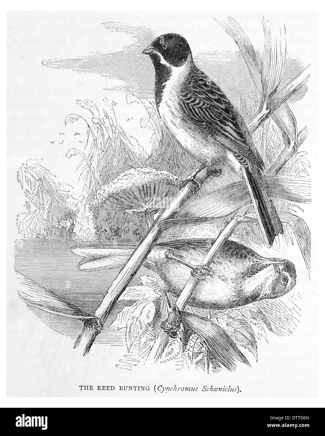 Reed Paper Group High Resolution Stock Photography and Images - Alamy