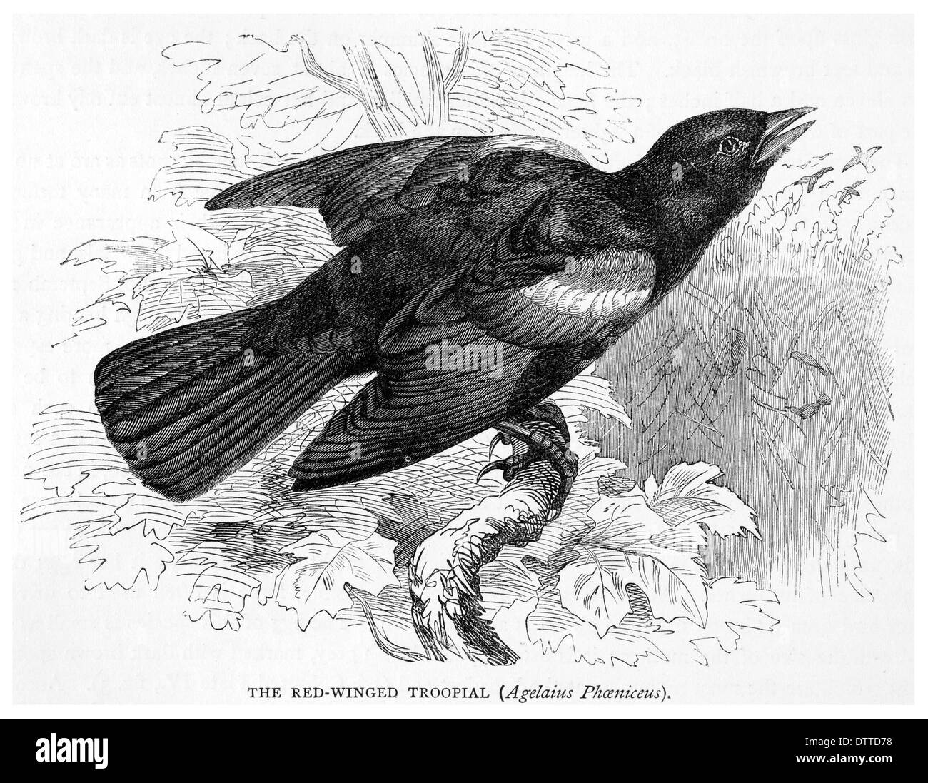 Red winged black Black and White Stock Photos & Images - Alamy