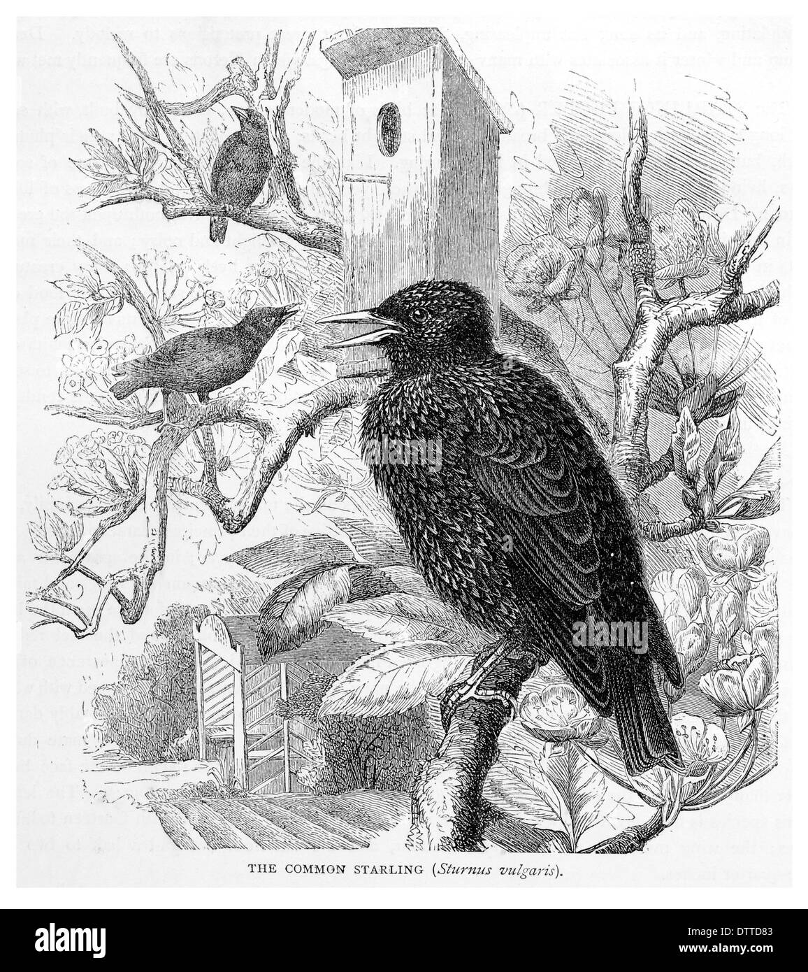 Vintage illustration drawing starling bird hi-res stock photography and ...