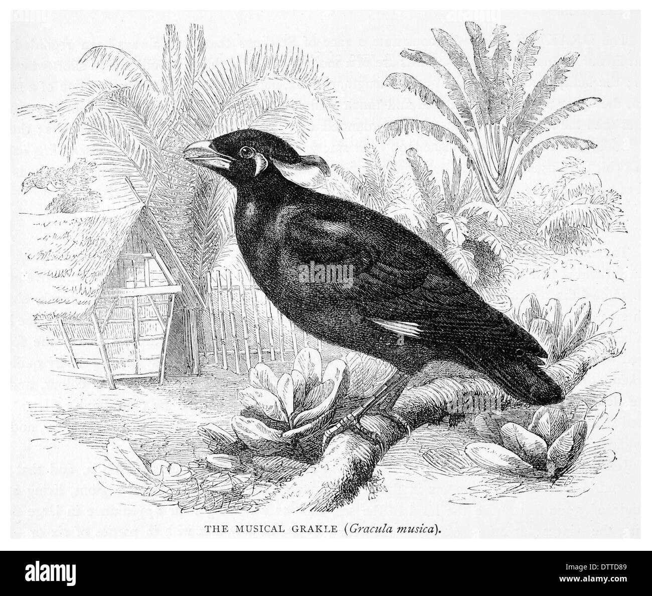 Musical block hi-res stock photography and images - Alamy