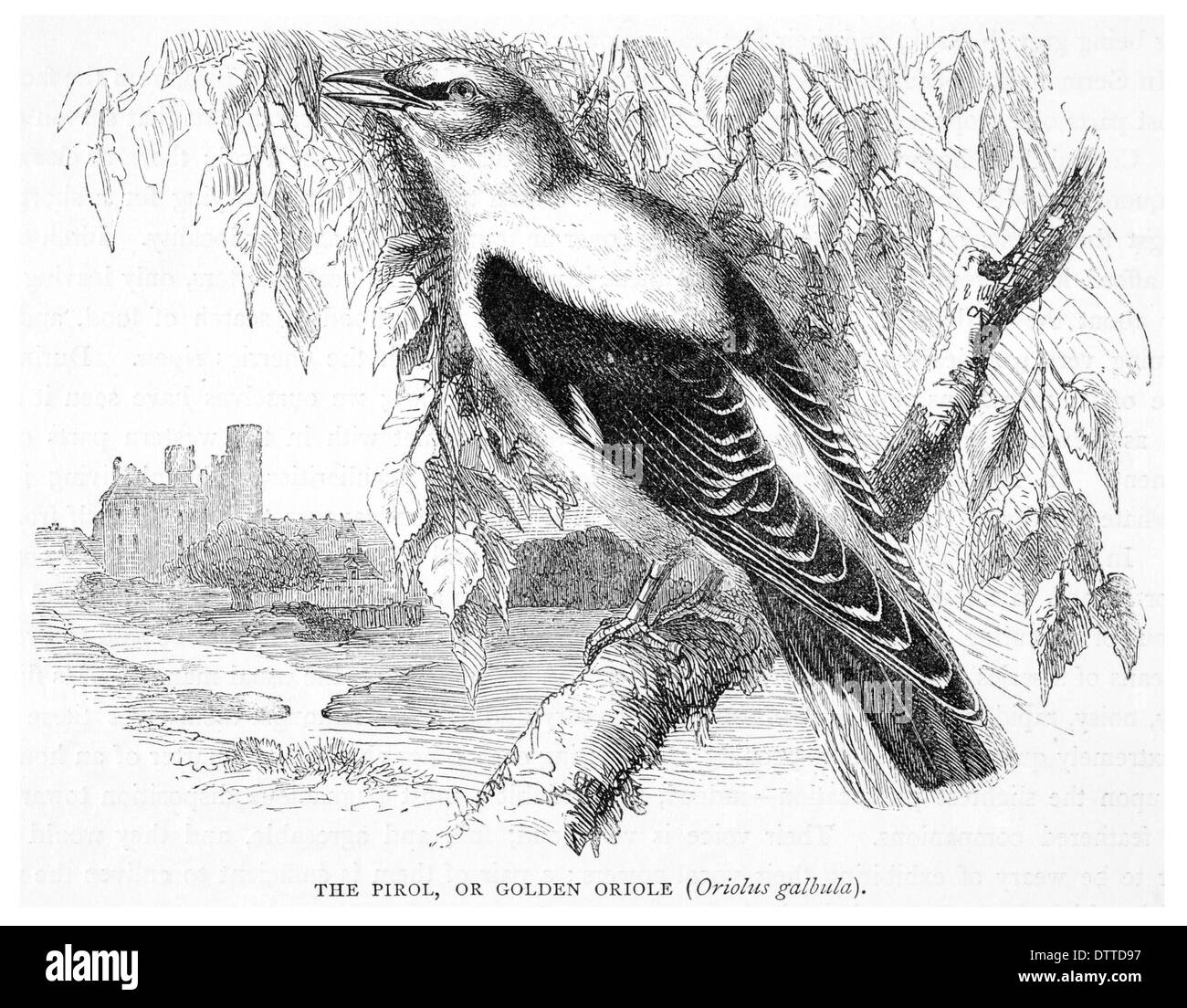 Pirol or Golden Oriole Oriolus galbula Stock Photo - Alamy