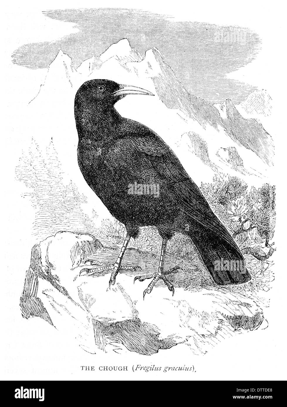 Chough illustration hi-res stock photography and images - Alamy
