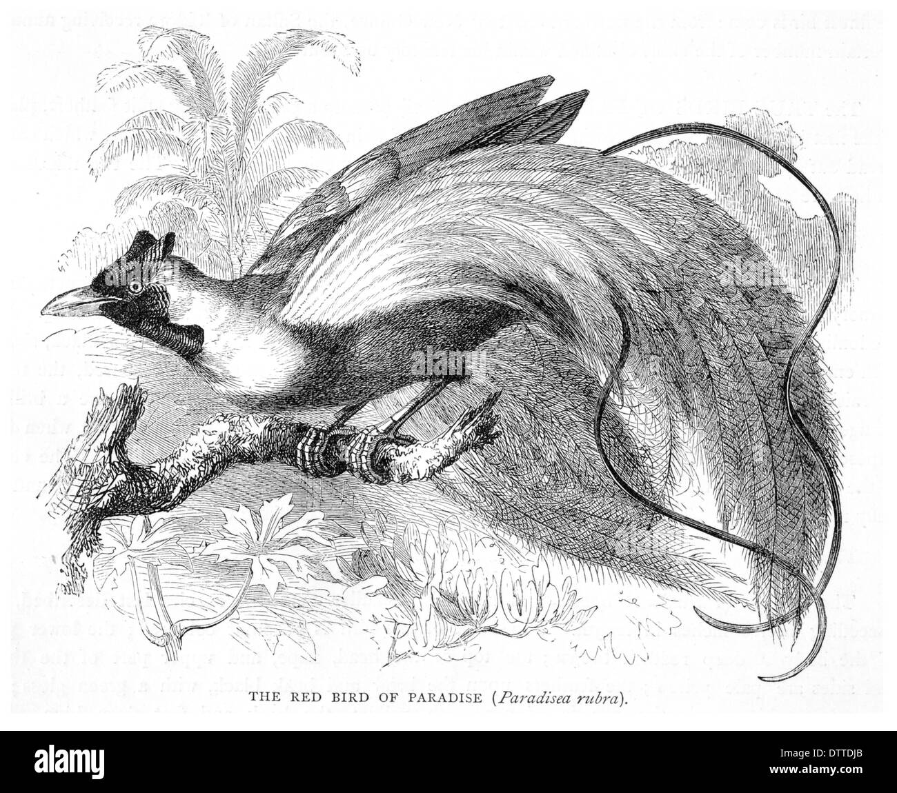 Bird of paradise feather Cut Out Stock Images & Pictures - Alamy