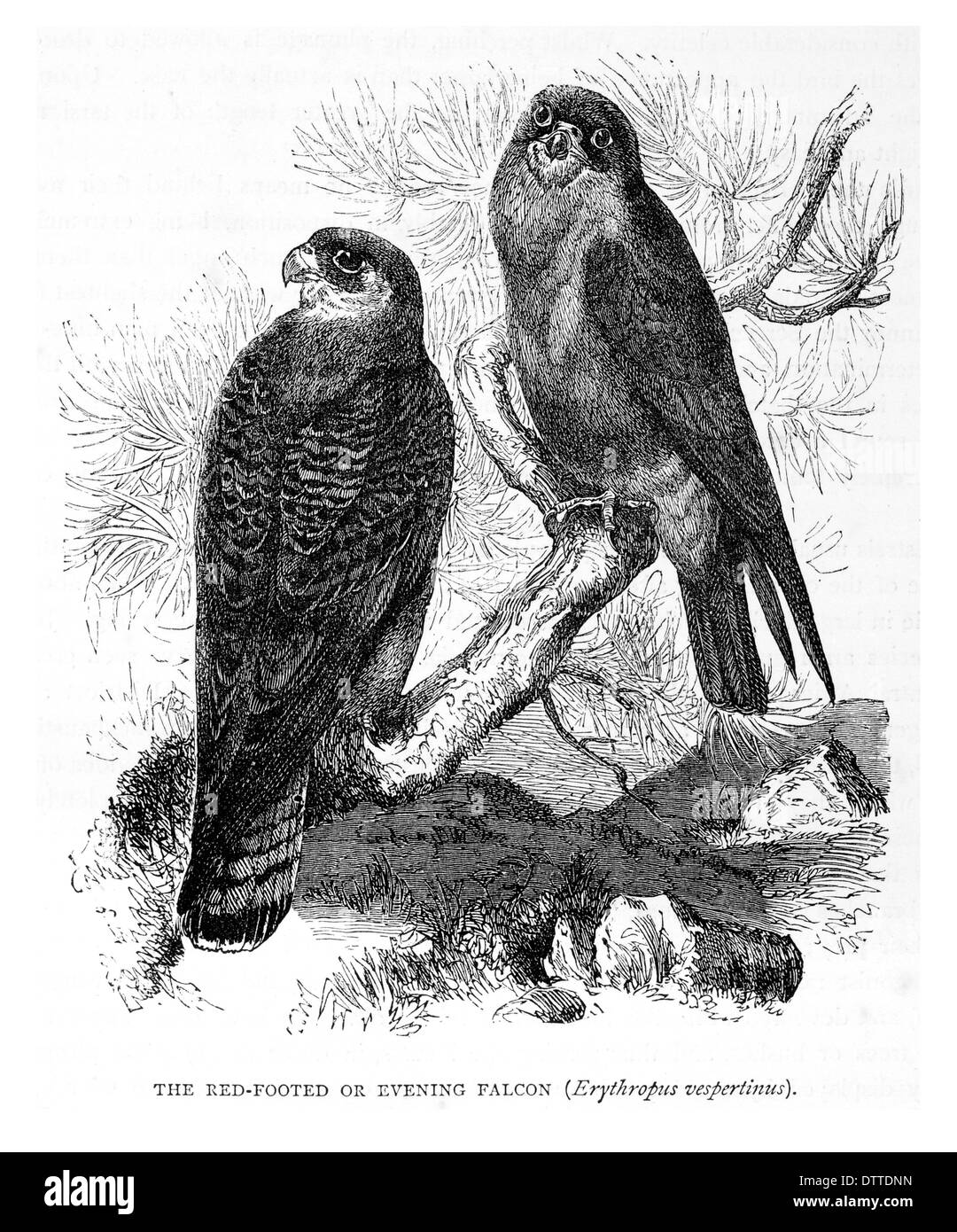 Red legged falcon Black and White Stock Photos & Images - Alamy