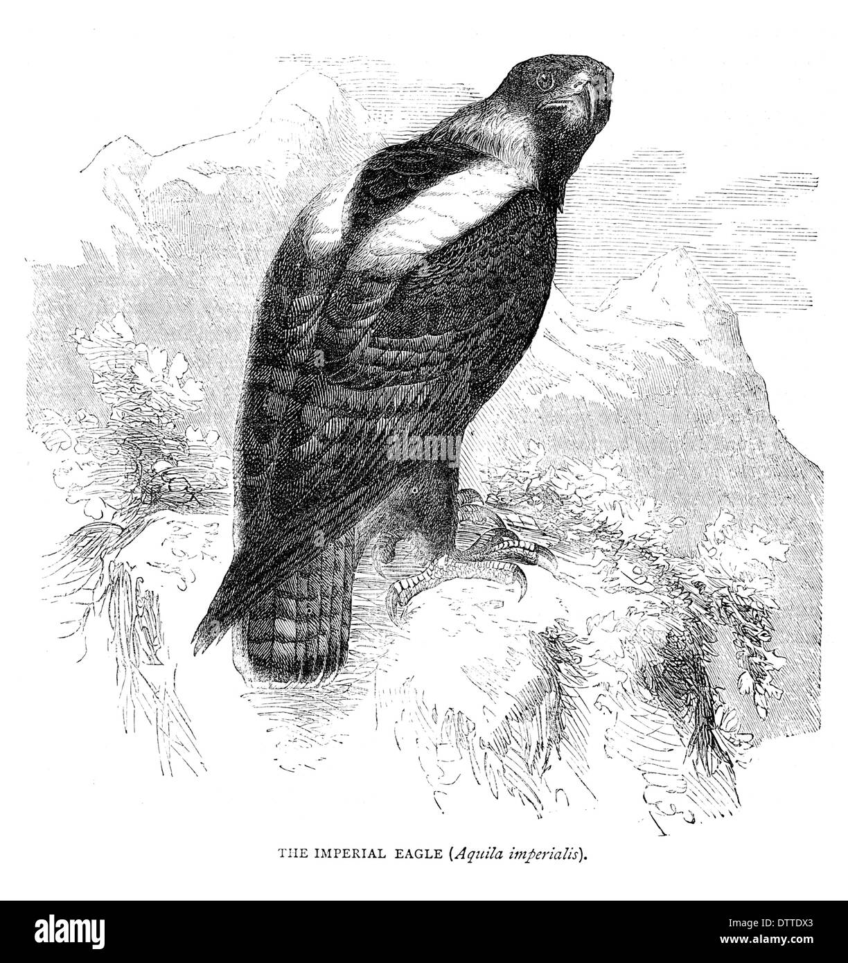 Later imperial Cut Out Stock Images & Pictures - Alamy