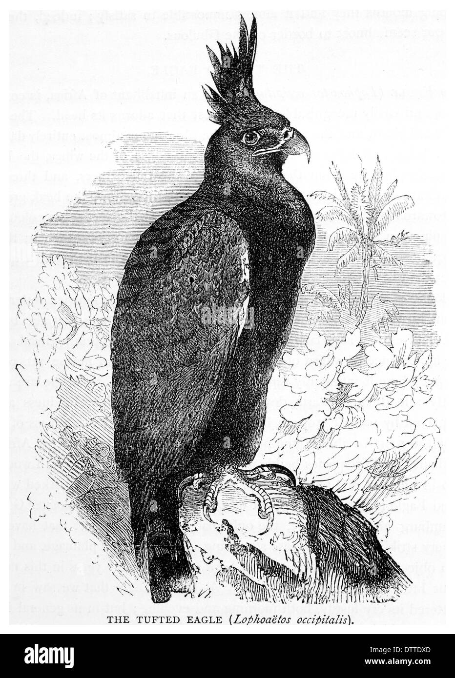 Eagle feather painting hi-res stock photography and images - Alamy