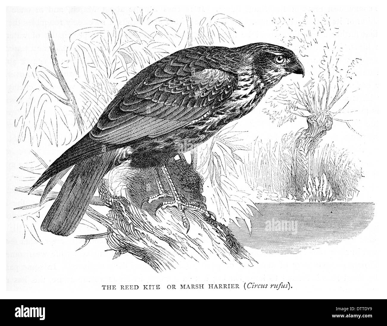 Black white image marsh Cut Out Stock Images & Pictures - Alamy