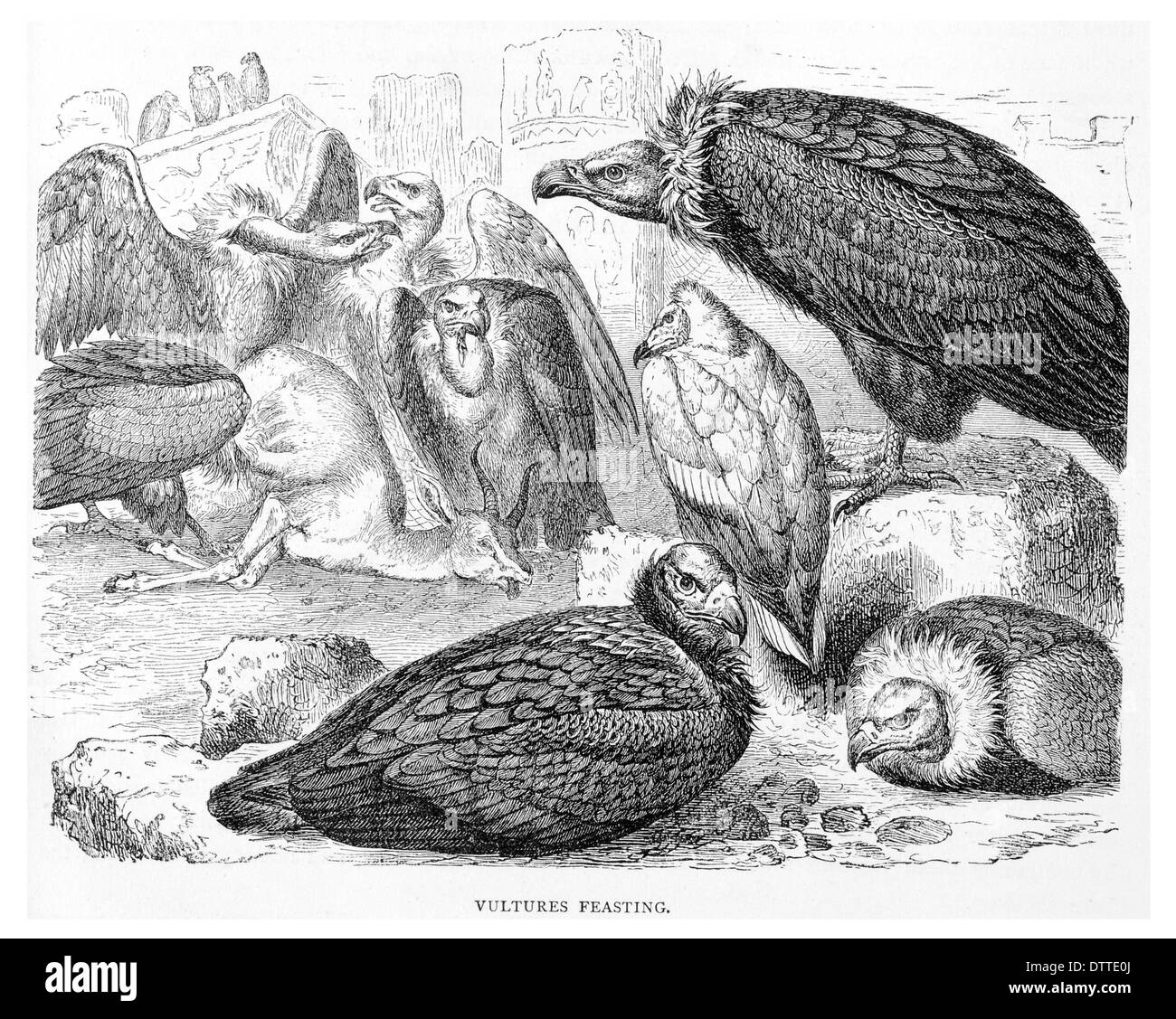 Vulture Eating Drawing Vulture | Characteristics, Species, & Facts
