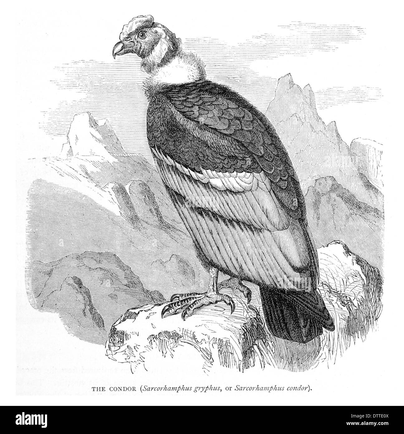 Condor class hi-res stock photography and images - Alamy