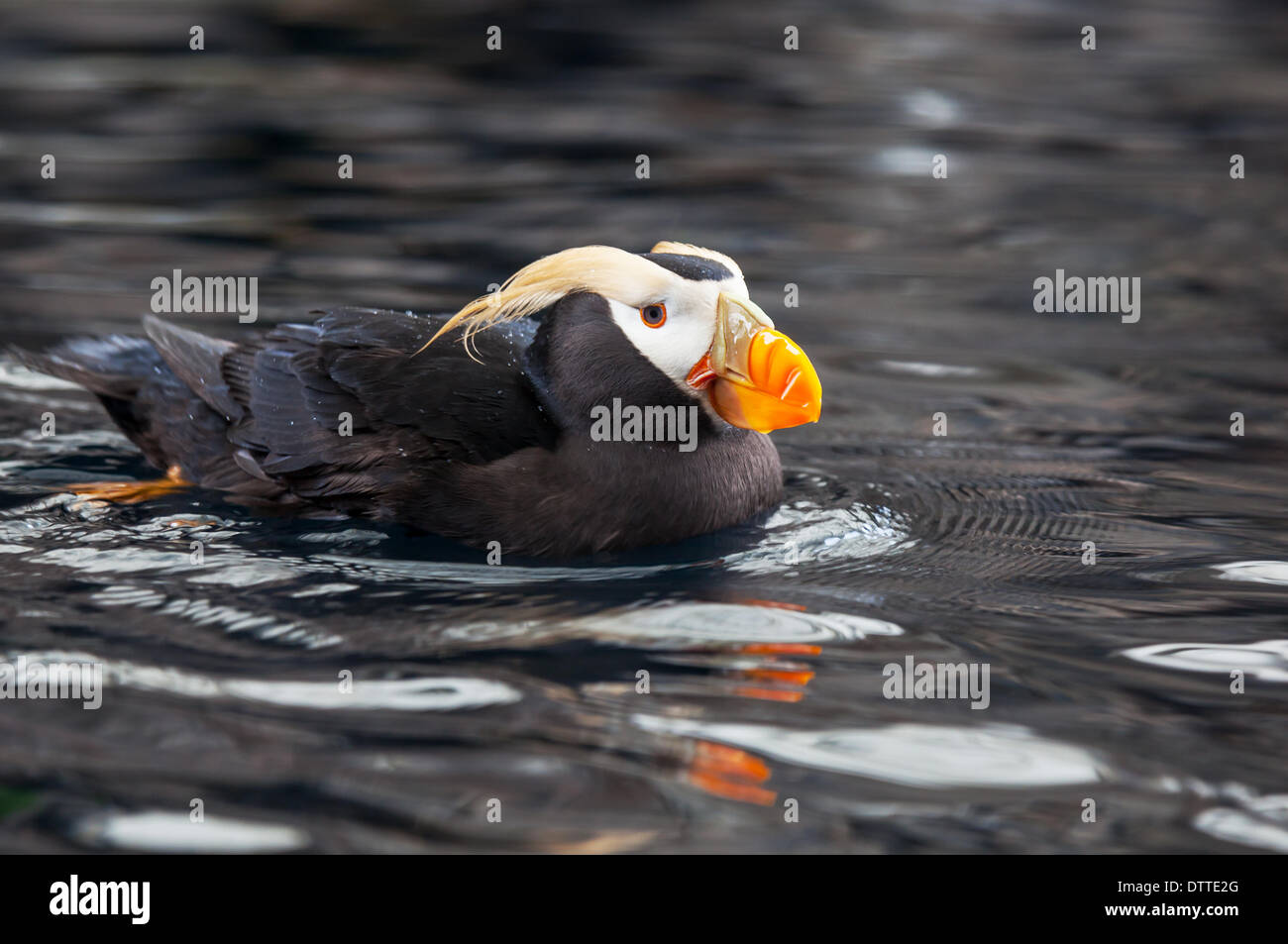 Curious puffin hi-res stock photography and images - Alamy
