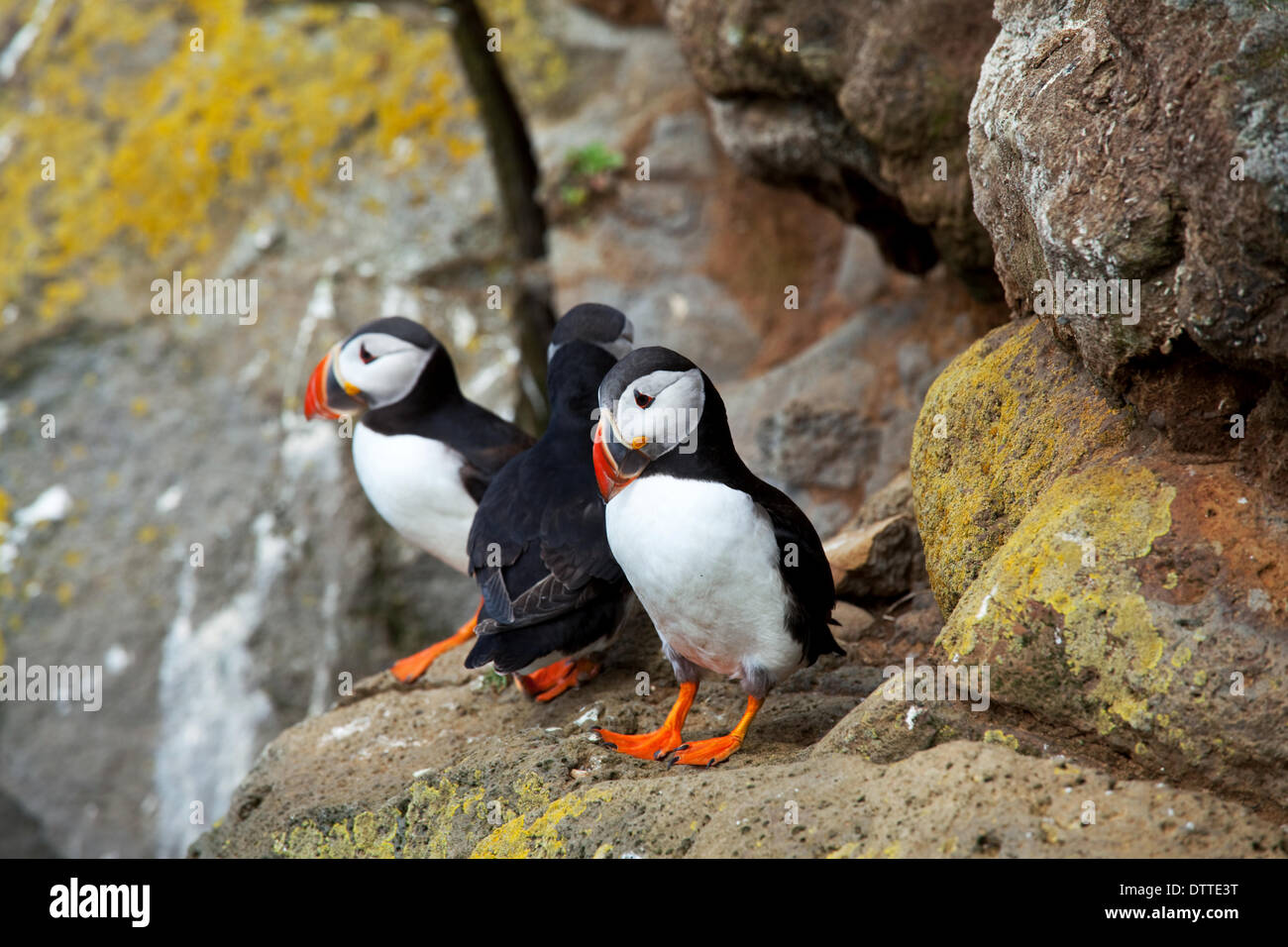 Puffin island ledge hi-res stock photography and images - Alamy