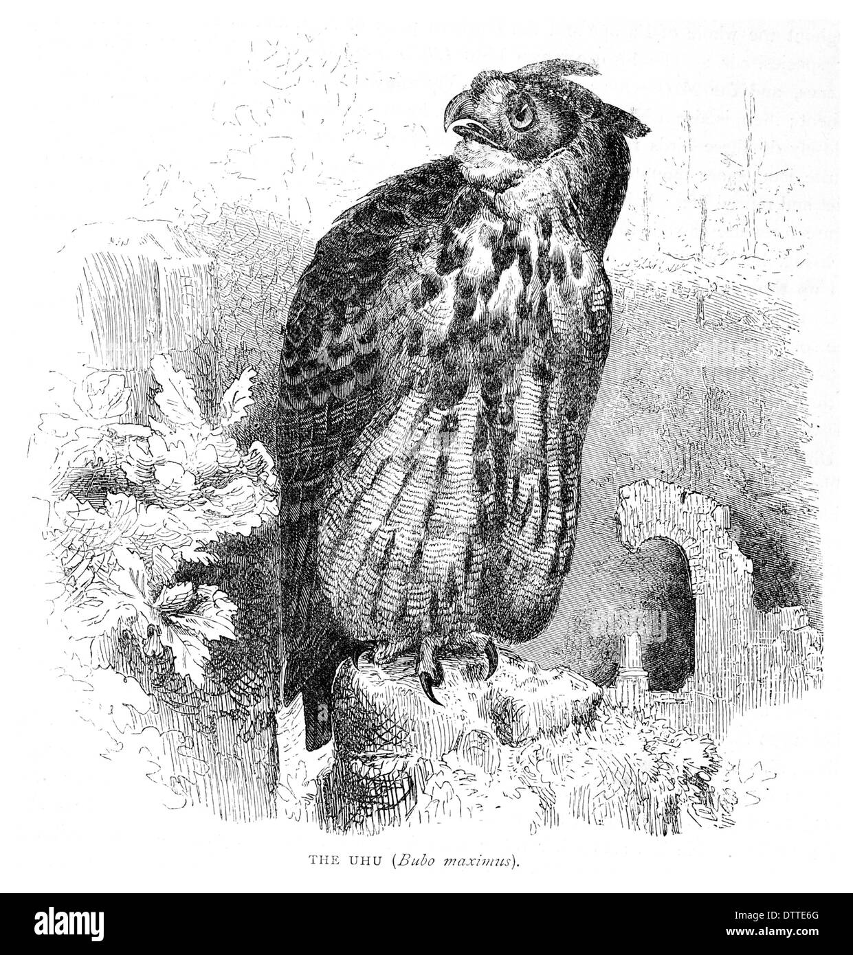 Bubo bubo Cut Out Stock Images & Pictures - Alamy