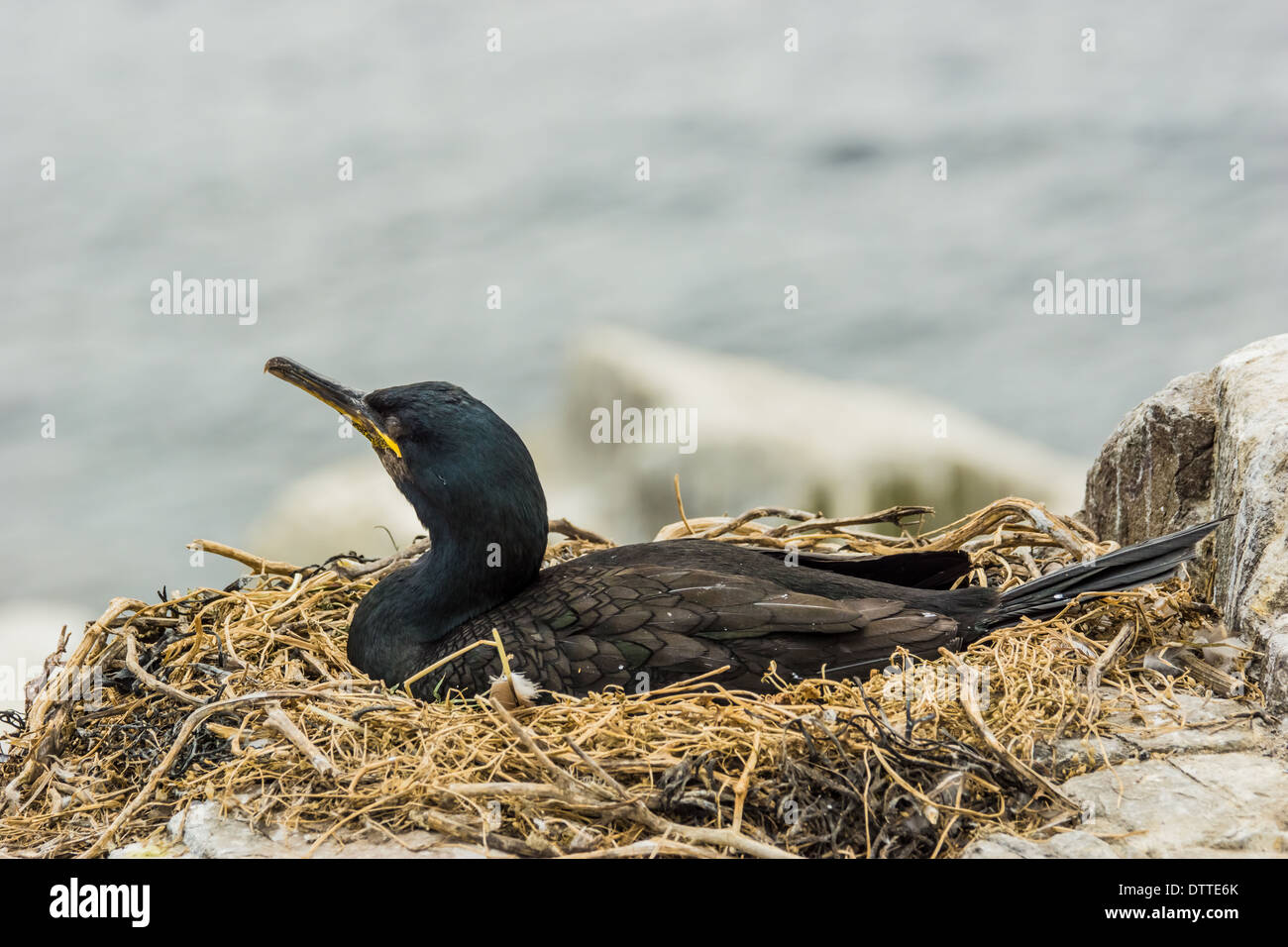 Common Cormorant High Resolution Stock Photography and Images - Alamy