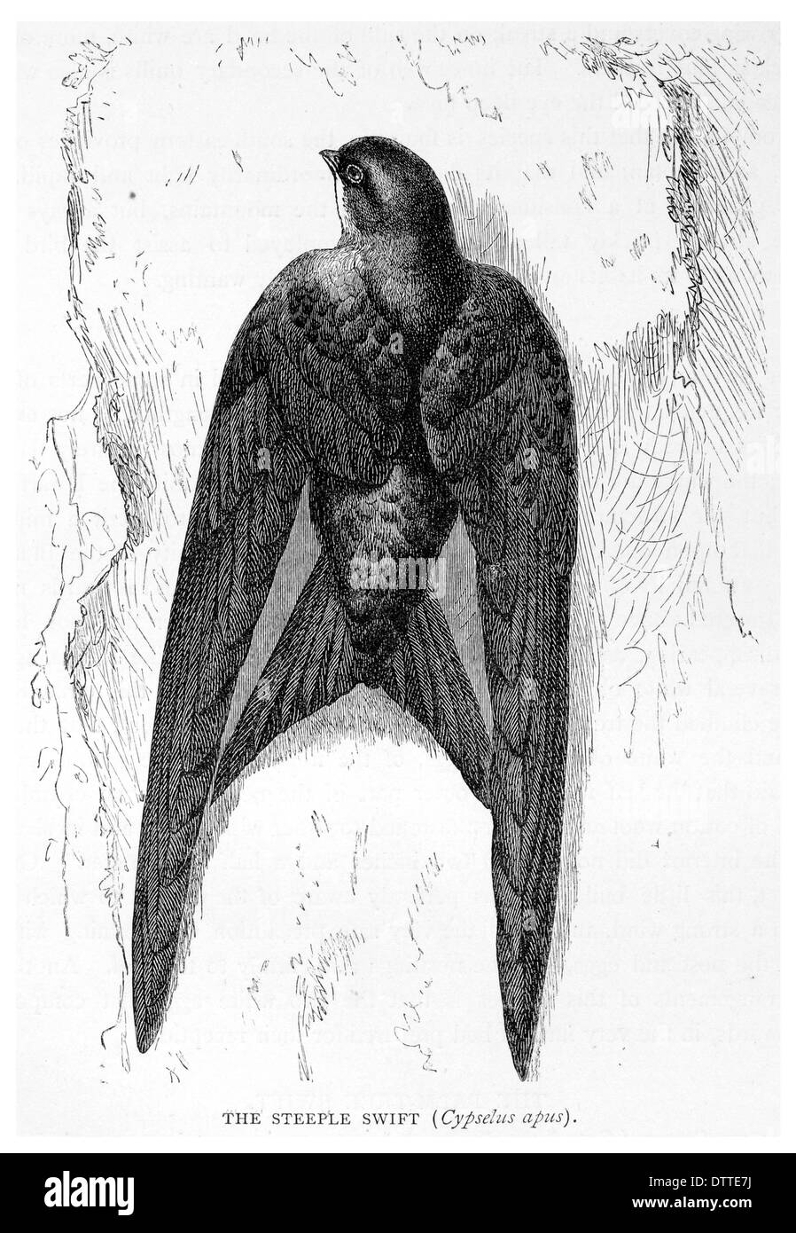 Cypselus High Resolution Stock Photography and Images - Alamy