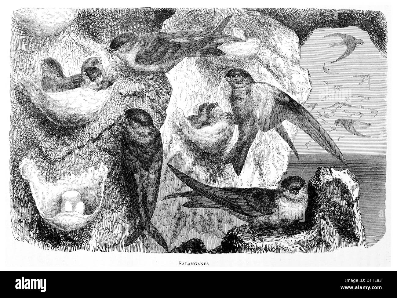 High metabolic pet wild flock perch perched uniform swiftlet hi-res ...