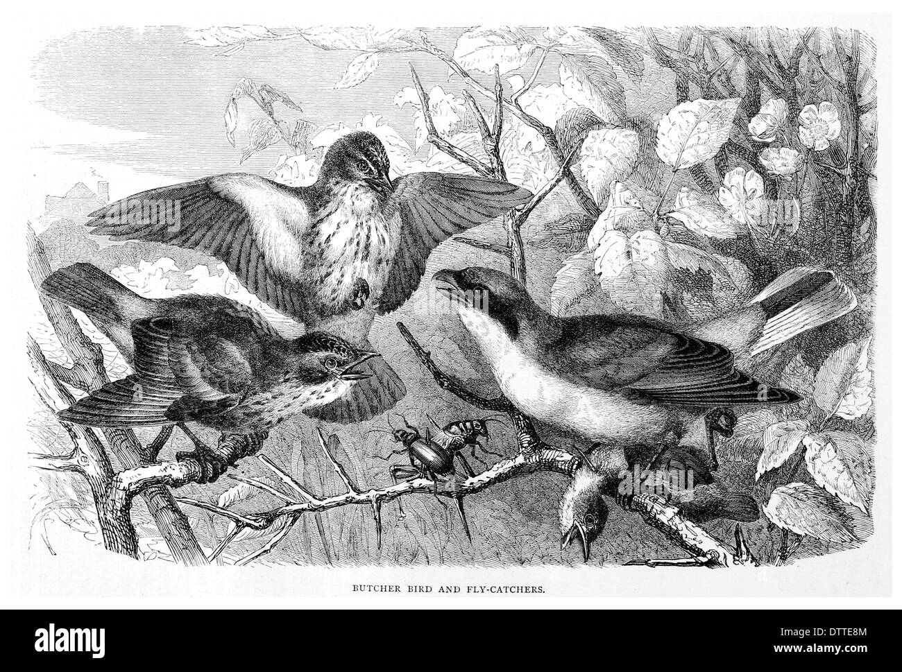 Butcher Bird and Fly Catchers Stock Photo - Alamy